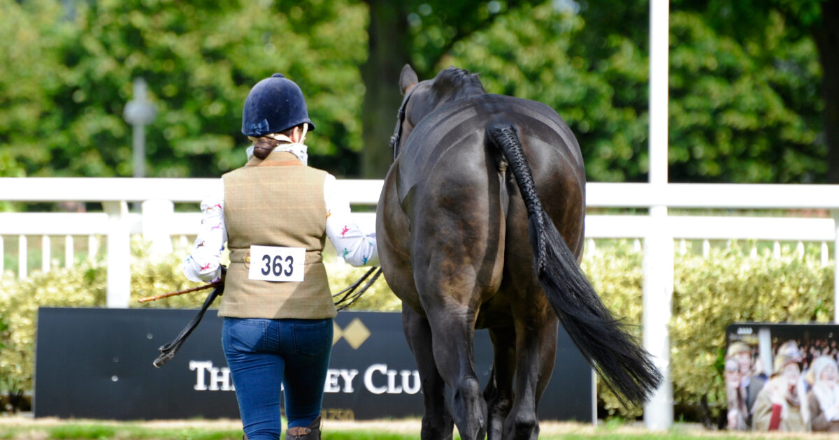 Online RoR In-Hand Show Series | Retraining of Racehorses
