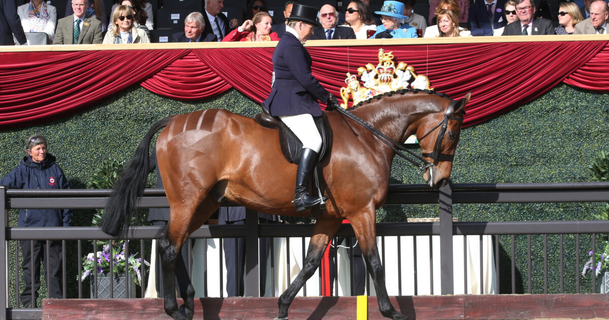 Retrained Racehorse Royalty on show at… | Retraining of Racehorses
