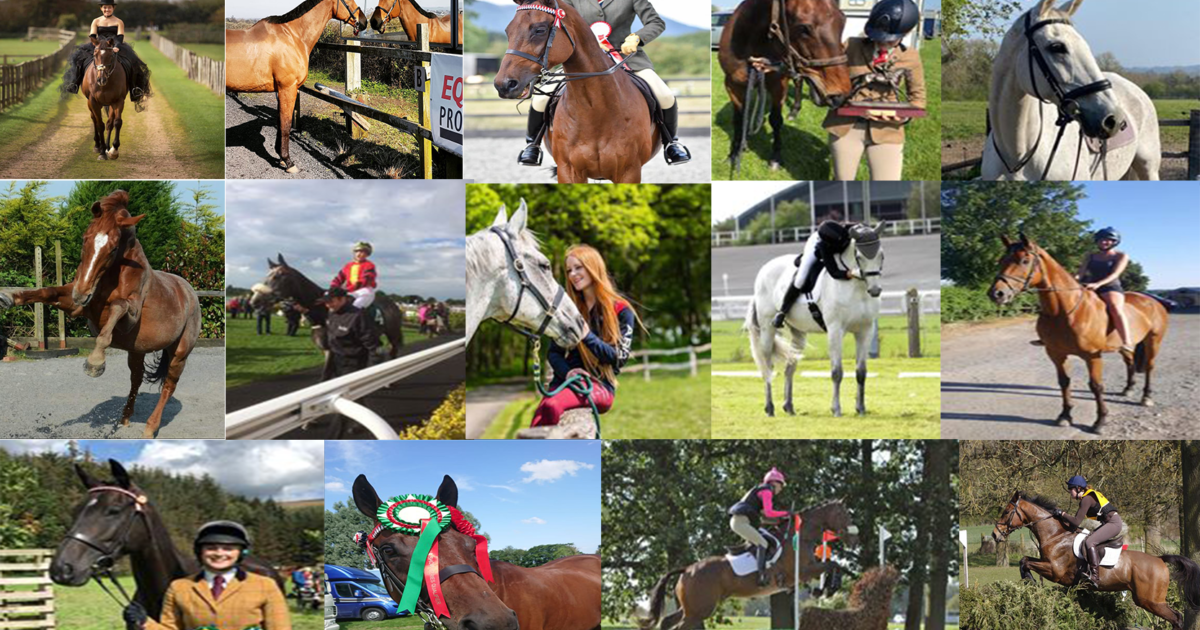 RoR Easter Photo Competition | Retraining of Racehorses