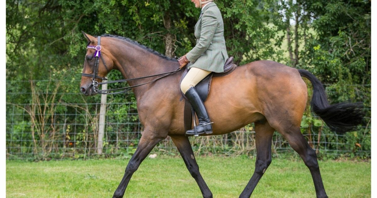 Former Newbury winners Smad Place and… | Retraining of Racehorses