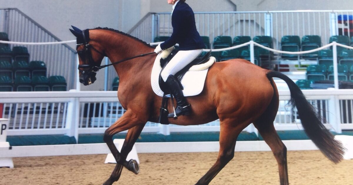 Taking the day job home | Retraining of Racehorses