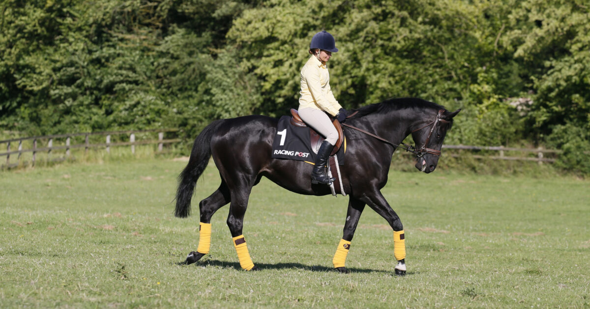 Meet the RoR All-Stars at Ascot - Side… | Retraining of Racehorses