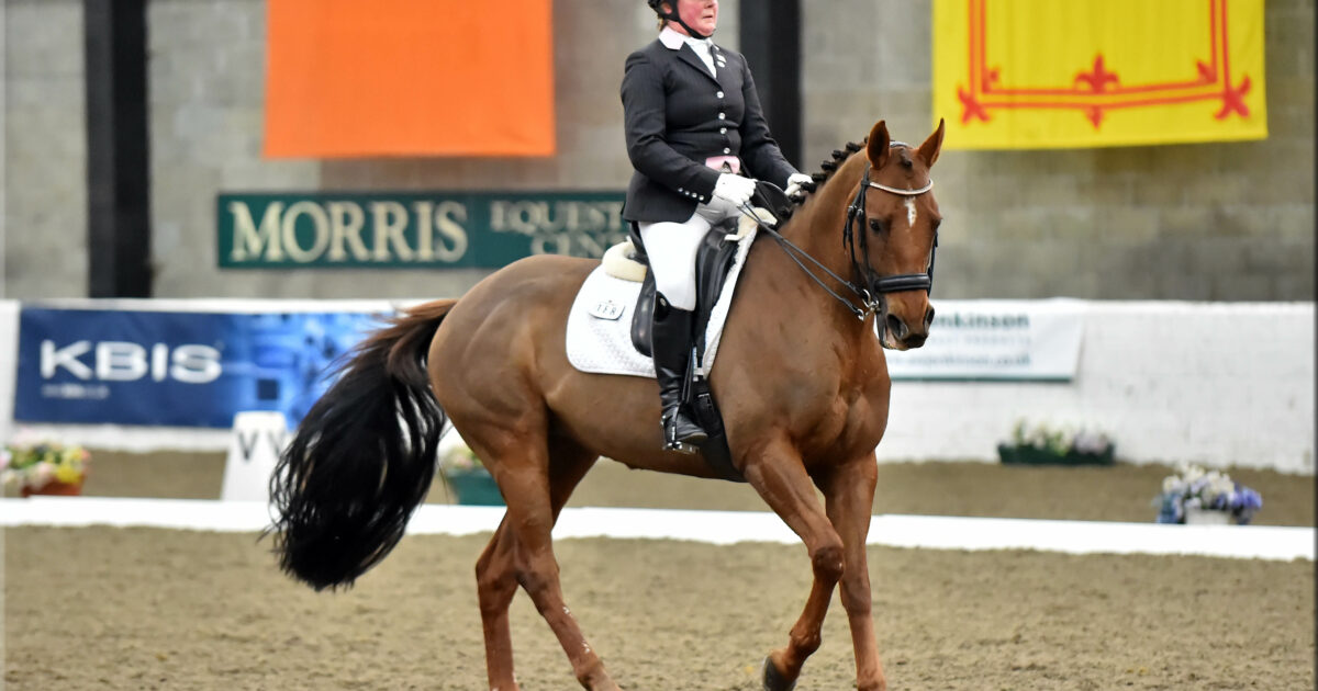 Cheeky Wee Red - From Sprinting to Grand… | Retraining of Racehorses