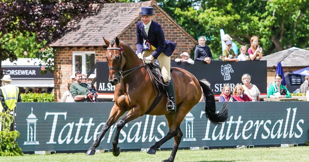 Tattersalls stallion parade and Retraining… | Retraining of Racehorses