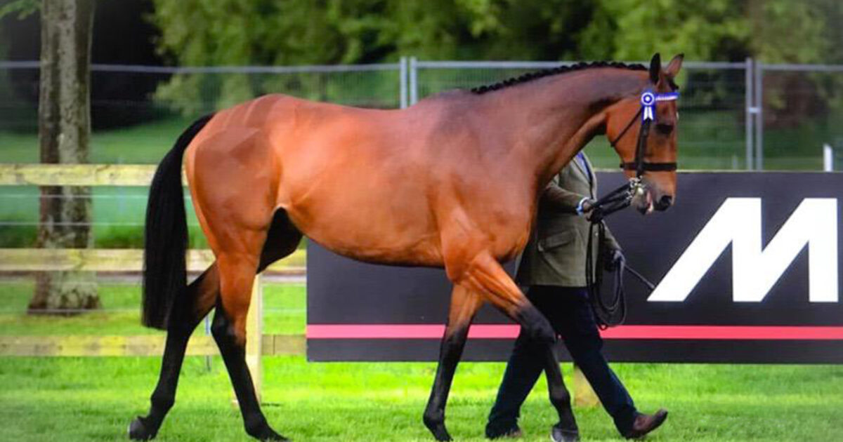 All set for RoR Goffs UK National Championships at Aintree - Retraining ...