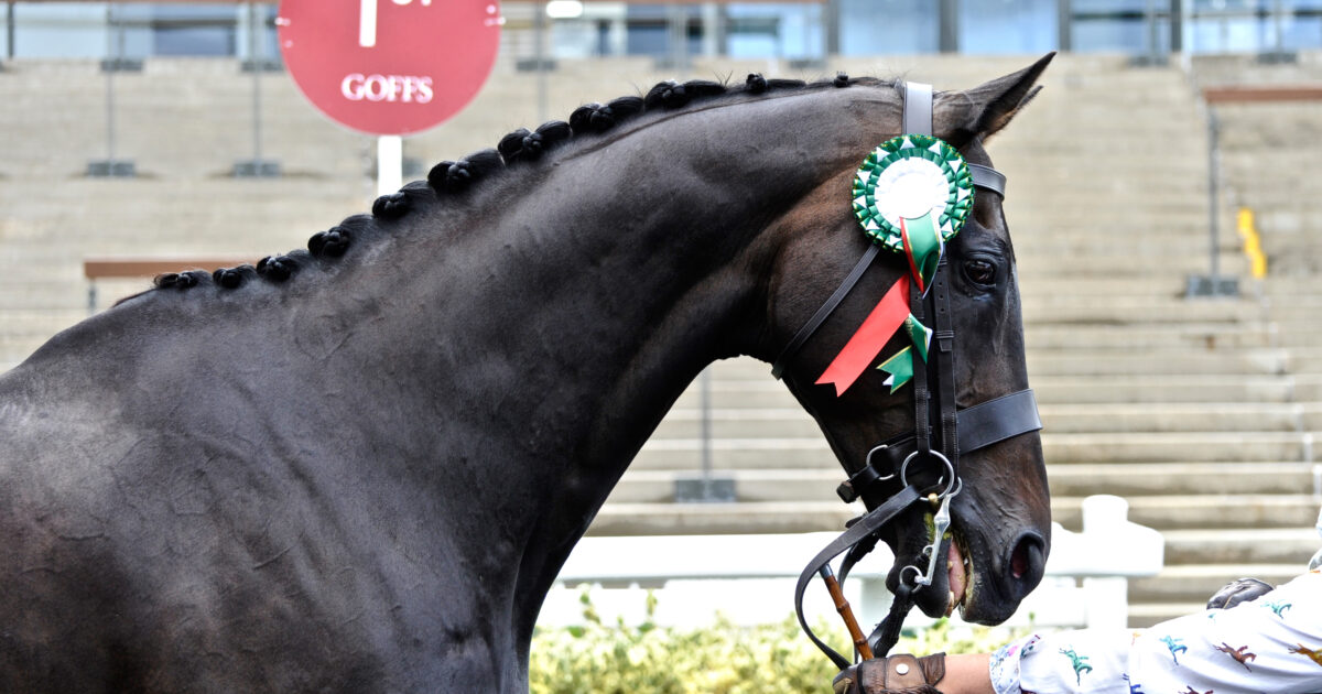 RoR unveil schedule for Online Show - Retraining of Racehorses