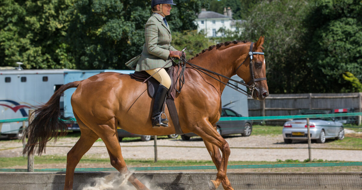 RoR Online Show hailed ‘a great initiative’ - Retraining of Racehorses