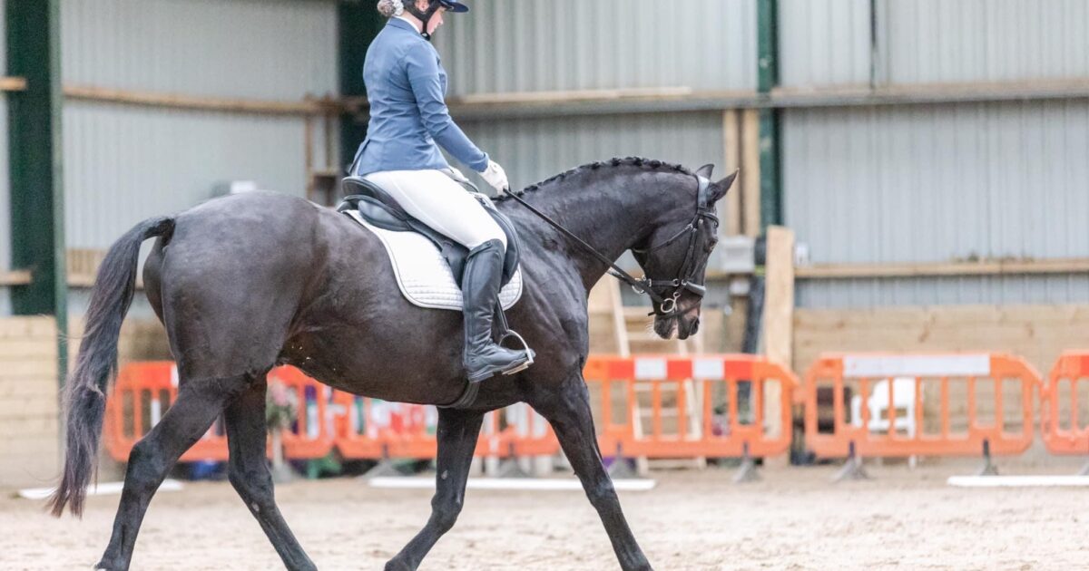 Daffern Seal - RoR Horse Personality of the Year Award Finalist ...