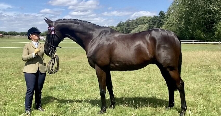 Day 1 - RoR Online Show Results - Retraining of Racehorses