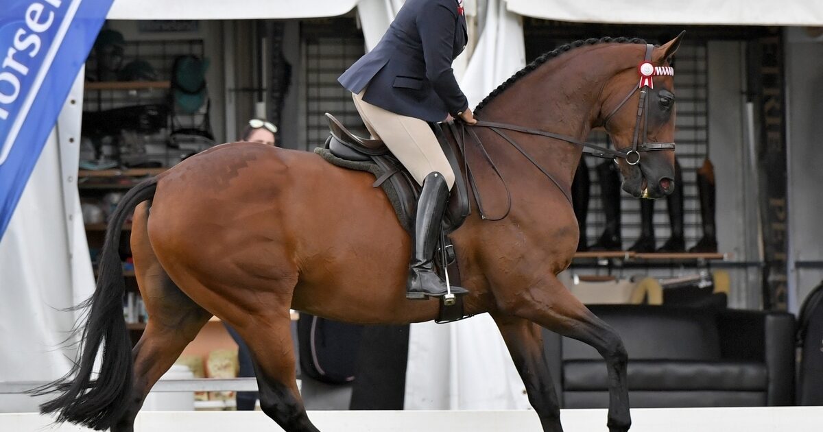 Day 2 - RoR Online Show Results - Retraining of Racehorses